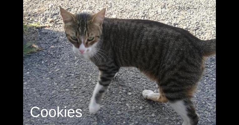 Cookies - Chat L'Heureux Chat l'Ange et Cie - Animal Webaction