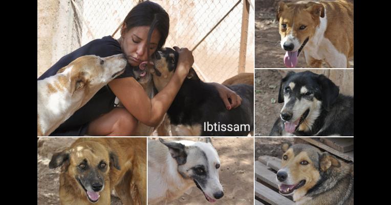 SOS chiens du Maroc - Help Adopt Moroccan Animals - Animal Webaction