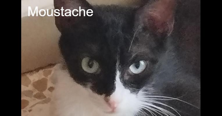 Moustache - Cat Miaou - Animal Webaction