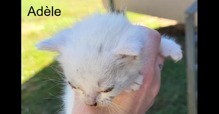 Adele - Le Gang des Matous - Animal Webaction