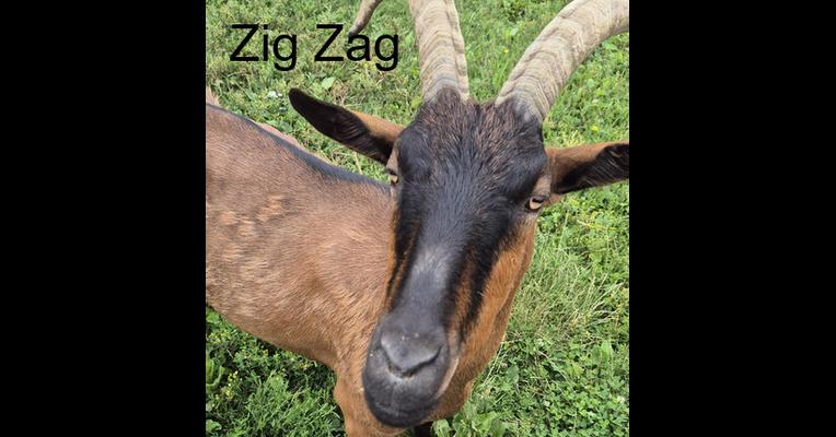 Zig Zag - 4 Sabots et un Fer - Animal Webaction