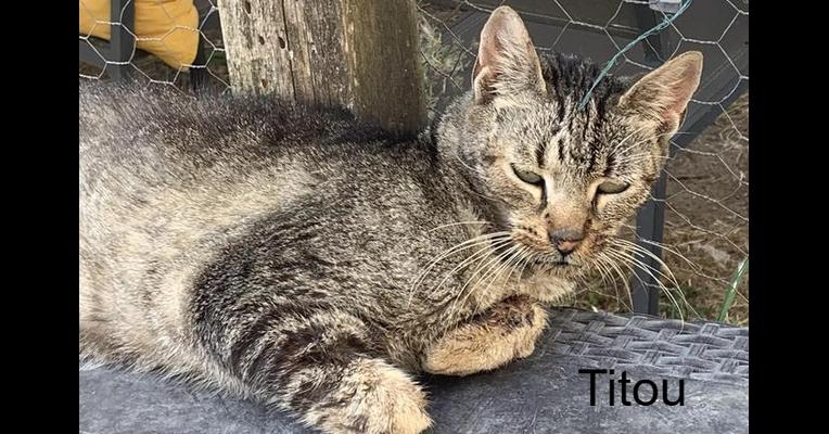 Titou - Un Ronron d'Espoir 33 - Animal Webaction