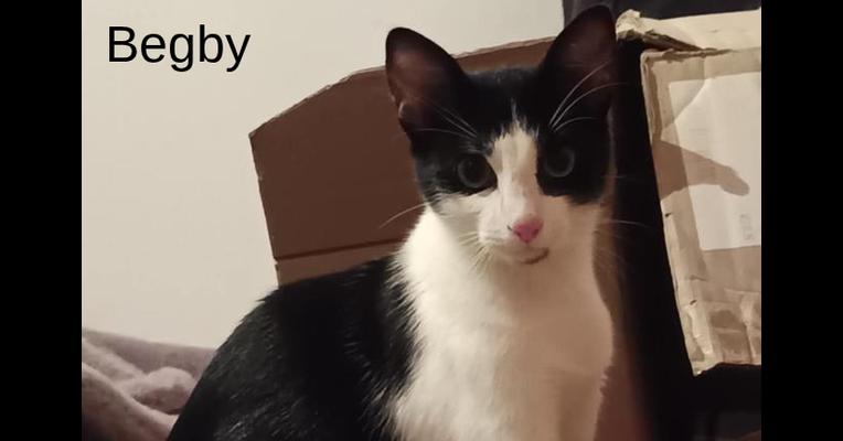 Begby - Shortened deadline - Cosette - Animal Webaction