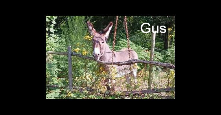 Gus - HELP - Animal Webaction