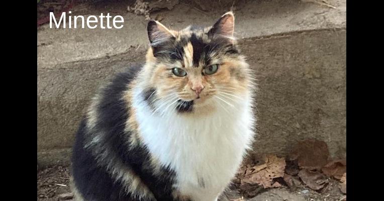 Minette - Cosette - Animal Webaction