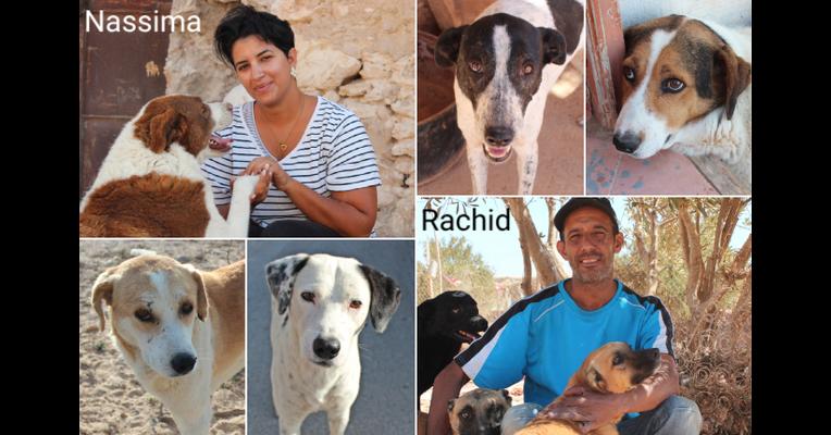 SOS 159 chiens Maroc - 4 Pattes Mogador - Animal Webaction