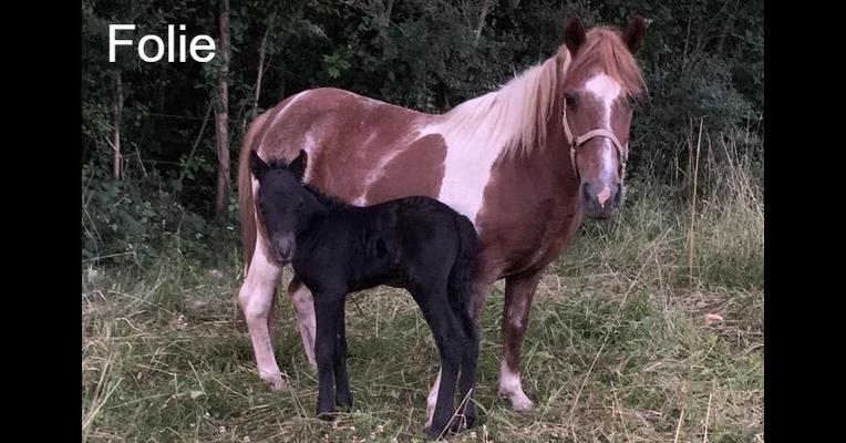 Folie - Bêle et Bête - Animal Webaction
