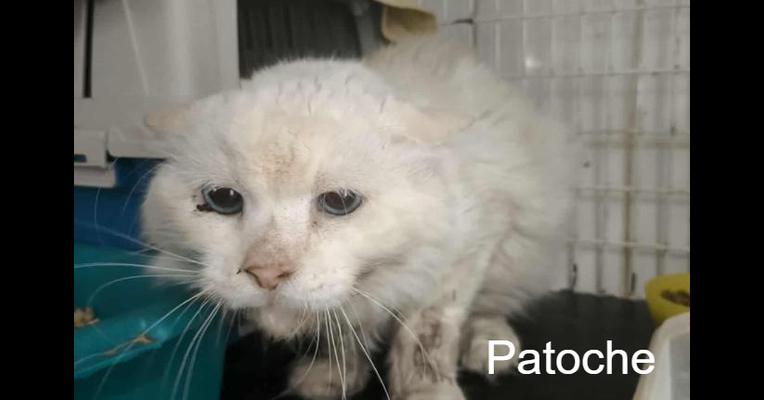 Patoche - Chats Libres de Béziers - Animal Webaction