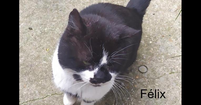Felix - ANIMAL ATTITUDE - Animal Webaction