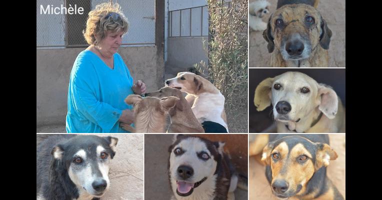SOS 844 chiens Maroc - Le Coeur sur la Patte - Animal Webaction