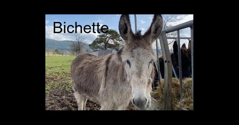 Bichette - ADADA - Animal Webaction