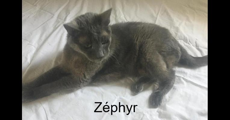 Zéphyr - Félin Pour L’Hôte - Animal Webaction