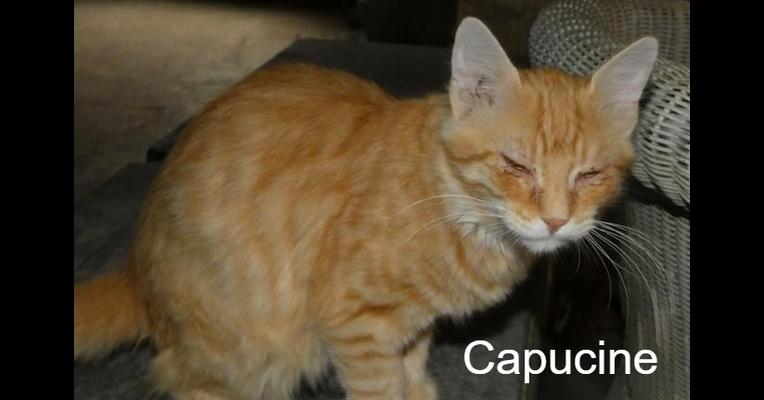 Capucine - Jardin des Chats - Animal Webaction