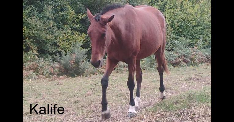 Kalife - HELP - Animal Webaction