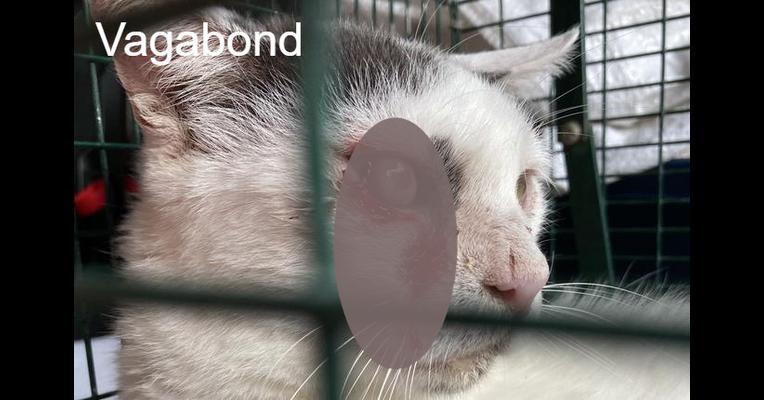 Vagabond - STREET CATS - Animal Webaction