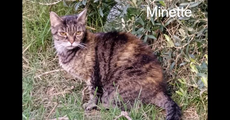 Minette - APATE - Animal Webaction