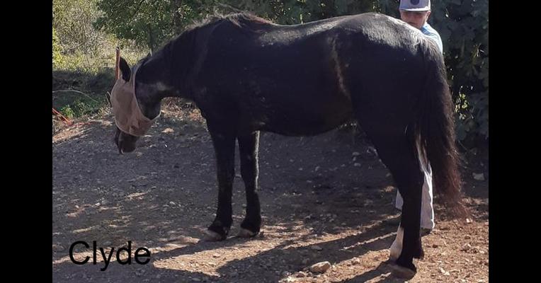 Clyde - La Retraite des Chevaux des Causses - Animal Webaction