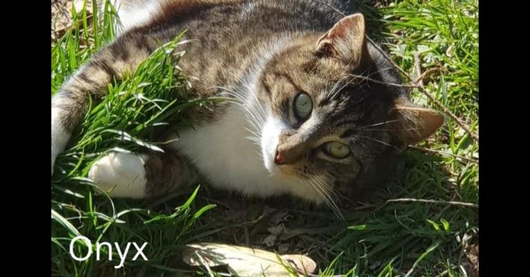 Onyx - Aidons nos Molosses - Animal Webaction