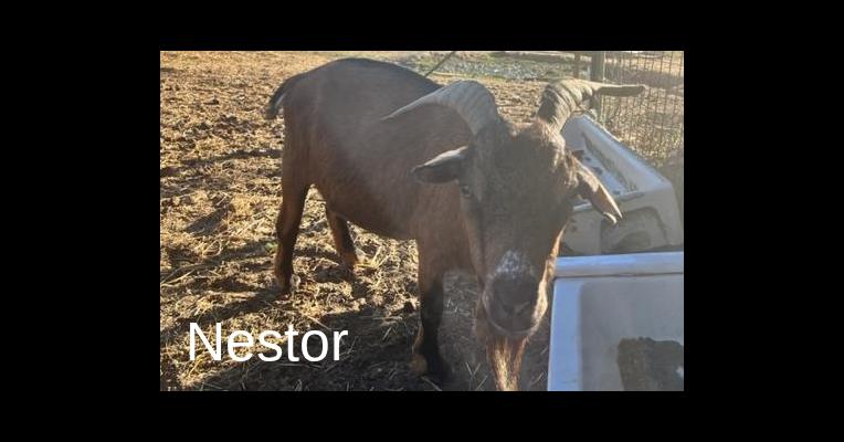 Nestor - Refuge du Poil à la Plume - Animal Webaction