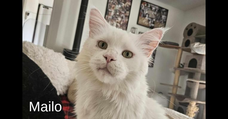 Mailo - Patounes de Chats - Animal Webaction