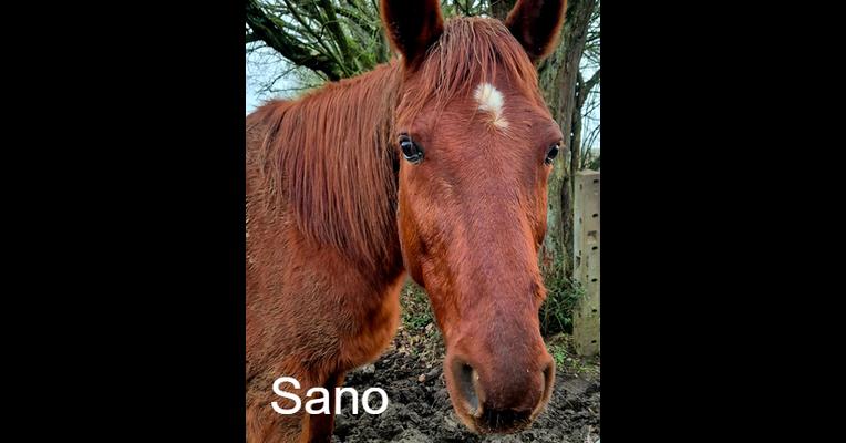 Sano - 4 Sabots et un Fer - Animal Webaction