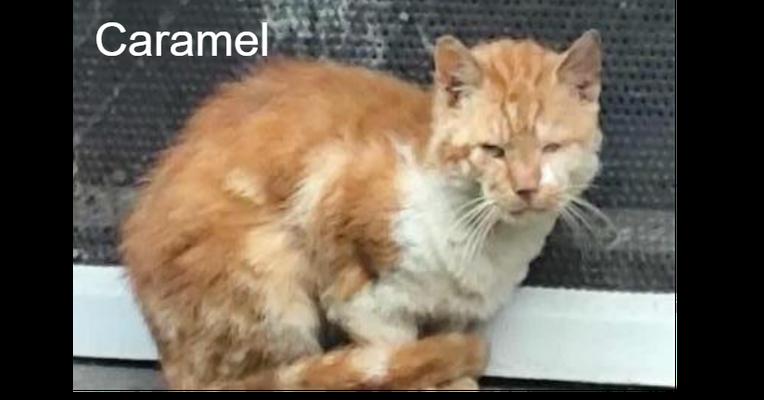 Caramel - SADF (Sauvetage des animaux domestiques de France) - Animal ...