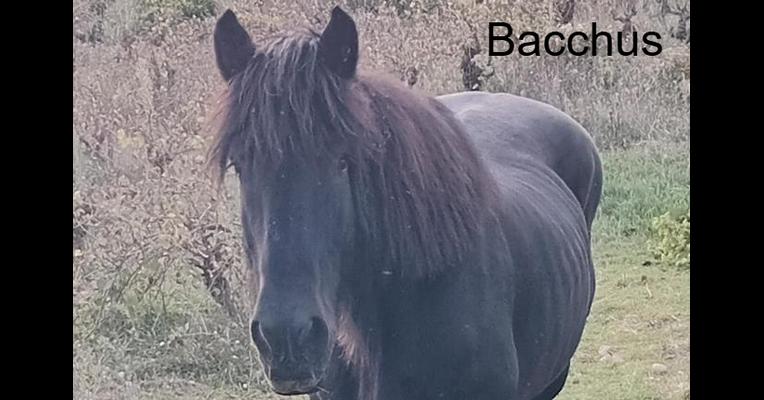 Bacchus - Equi-Libre : Droit à la Retraite Equine - Animal Webaction
