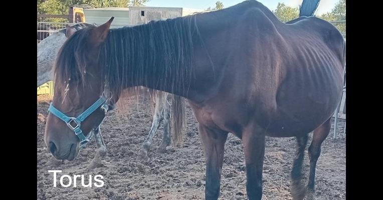 Torus - Equi-Libre : Droit à la Retraite Equine - Animal Webaction