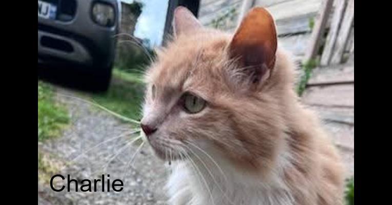 Charlie - Association Chats Errants Val de Nièvre - Animal Webaction