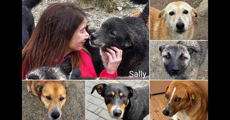 Emergency dogs of Morocco - Sanctuaire de la Faune de Tanger (SFT ...