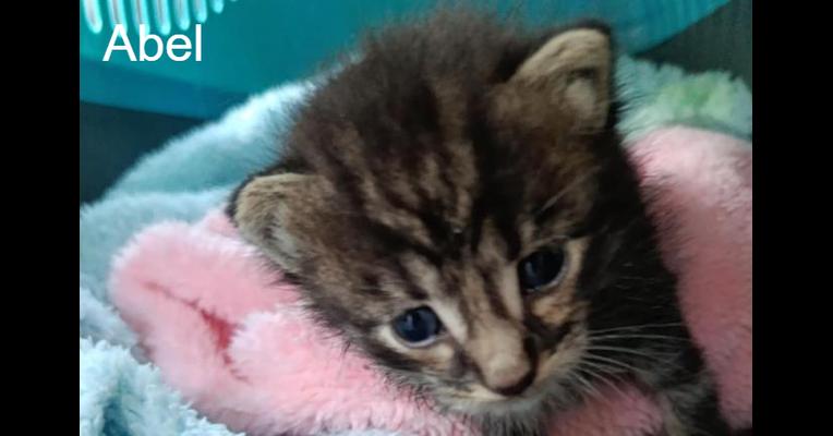 Abel - Les Chats de la Rue - Animal Webaction