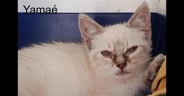 Yamae - Les Chats de la Rue - Animal Webaction