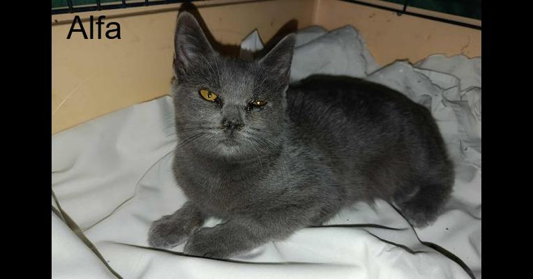 Alfa - Les Chats de la Rue - Animal Webaction