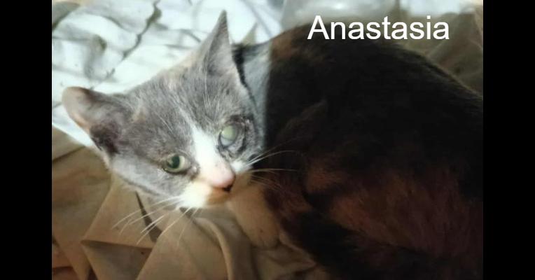 Anastasia - Les Chats de la Rue - Animal Webaction