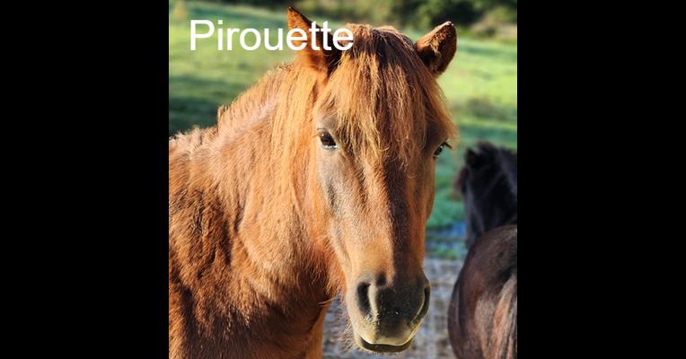 Pirouette - La Petite Ferme d'Aventure - Animal Webaction