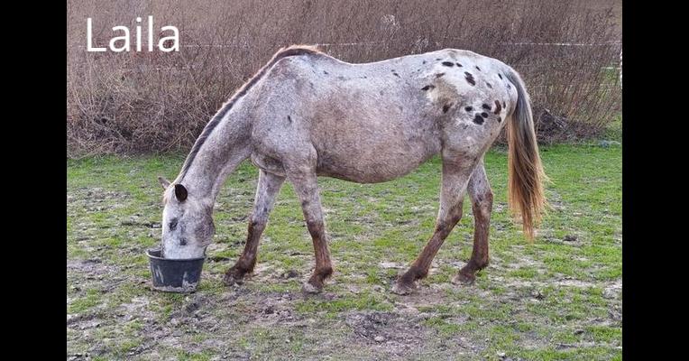 Laïla - Refuge Cheval Nature En Aquitaine - Animal Webaction