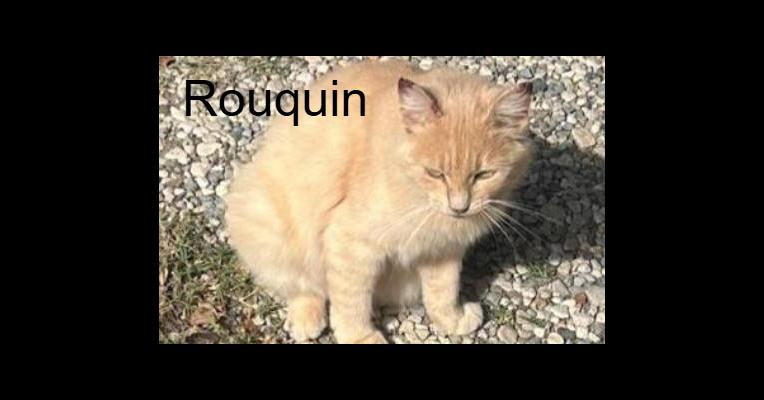 Rouquin - ANIMAL ATTITUDE - Animal Webaction