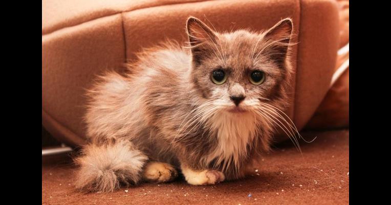 Chats Bottés - Chats Bottés - Animal Webaction