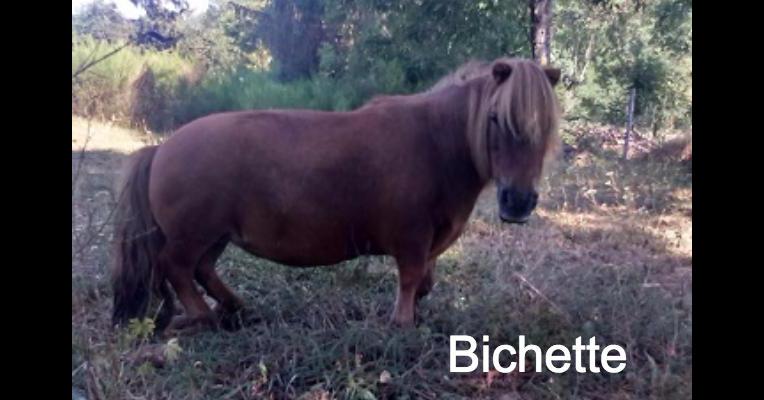 Bichette - Jardin des Chats - Animal Webaction