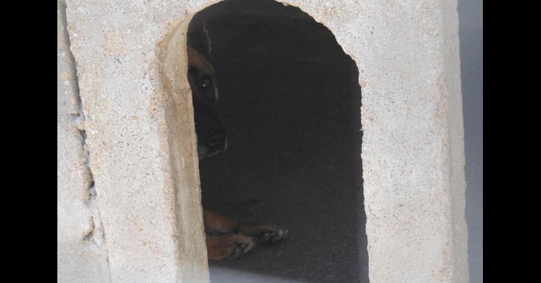 Orfée - Orfée - Animal Webaction