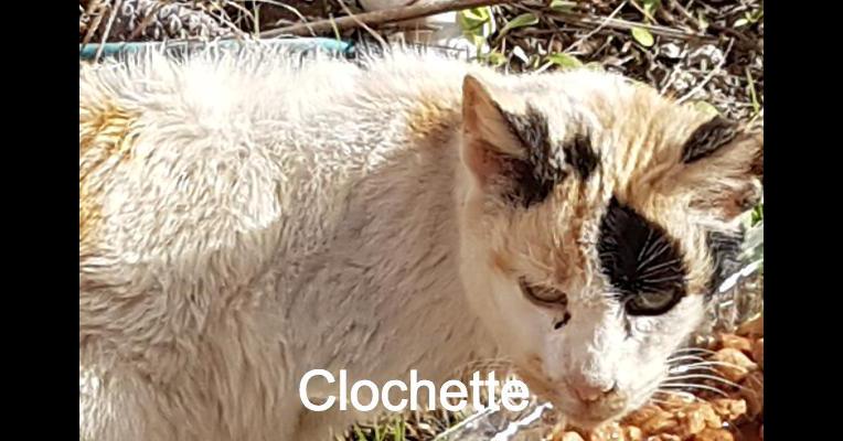 Clochette - Eden Cat - Animal Webaction