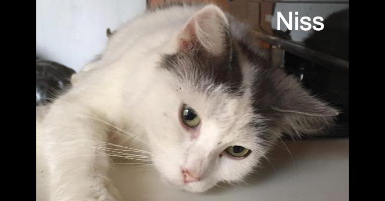 Niss - Adopt un Poilu - Animal Webaction