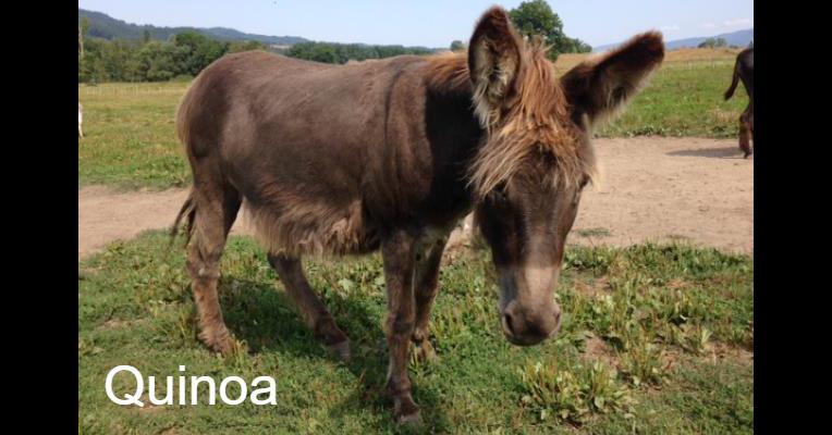 Quinoa - ADADA - Animal Webaction