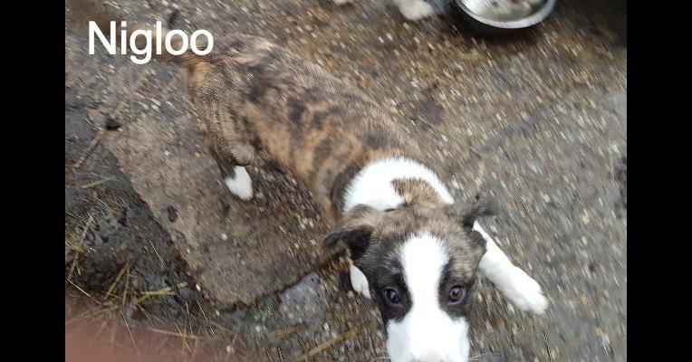 Nigloo - L'Arche de Maddy - Animal Webaction