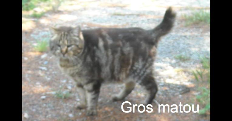 Gros matou - L'Ecole du Chat Istreen - Animal Webaction