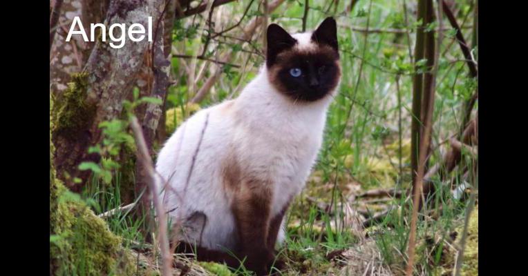 Angel - Pil’Poil Moustaches - Animal Webaction