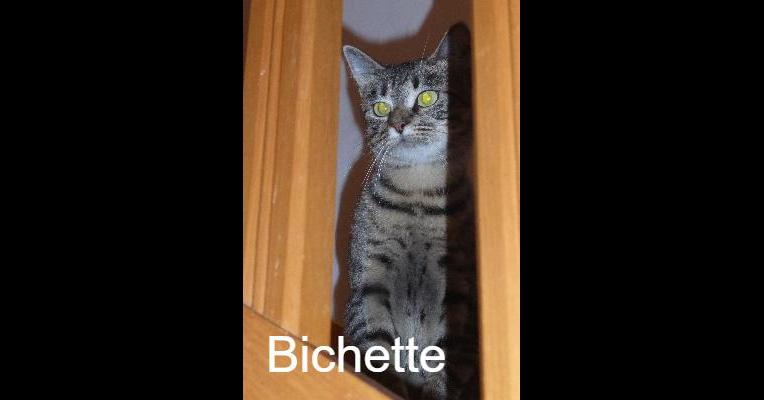 Bichette - Pile Poils - Animal Webaction