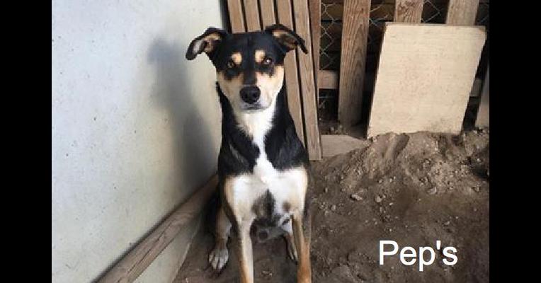 Pep's - The Rescue And Cie - Animal Webaction