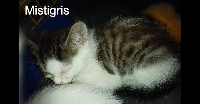 Mistigris - Pour l'Amour des Chats - Animal Webaction