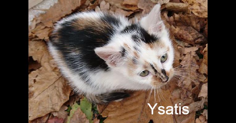 Ysatis - Celtiques Lévriers et Cie - Animal Webaction